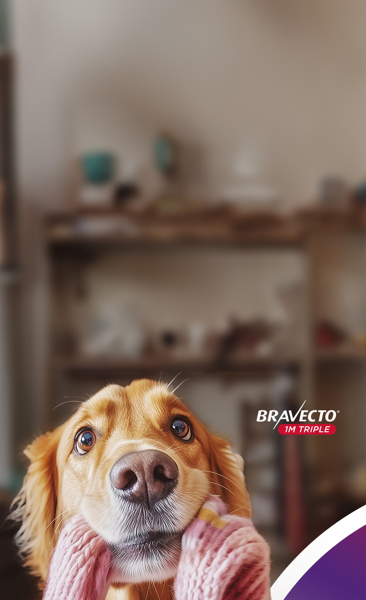 Bravecto® 1M TRIPLE - MX Bravecto